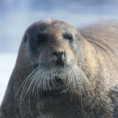 Stream schyeah music | Listen to songs, albums, playlists for free on SoundCloud