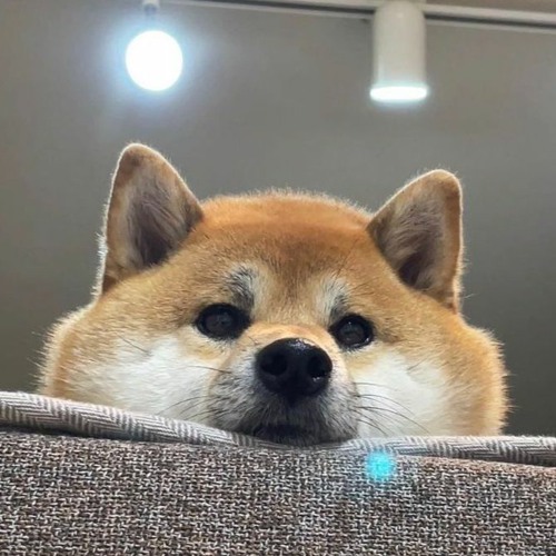 Stream Polar Pug music | Listen to songs, albums, playlists for free on ...