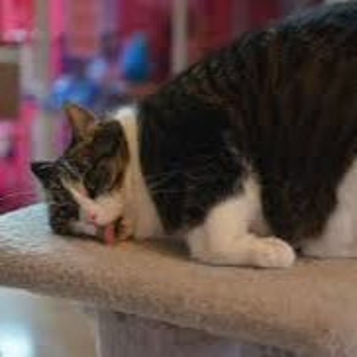 Stream VIBE CAT music | Listen to songs, albums, playlists for free on ...