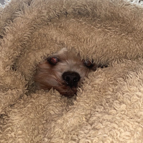 Stream David Boylan 2026 music | Listen to songs, albums, playlists for ...