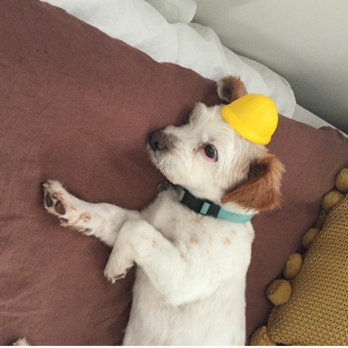 Stream The Roaring Titans Sample By Kallum Listen Online For Free On