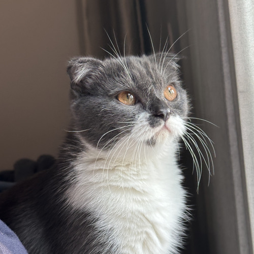 Stream Aung Ko Ko Hein music | Listen to songs, albums, playlists for ...