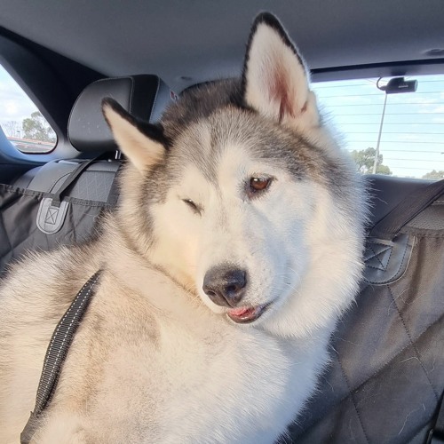 Stream White Pistachio music | Listen to songs, albums, playlists for ...