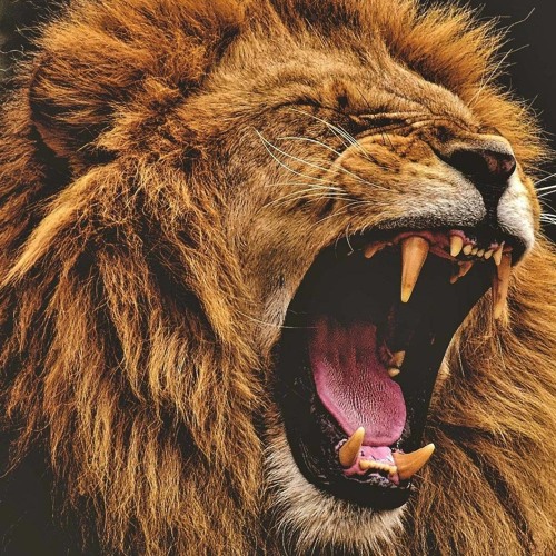 Stream Reppx music | Listen to songs, albums, playlists for free on ...