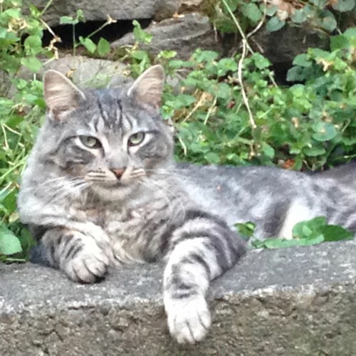 Stream Cronk music | Listen to songs, albums, playlists for free on ...