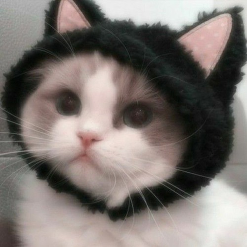 Stream a simple thing music | Listen to songs, albums, playlists for ...