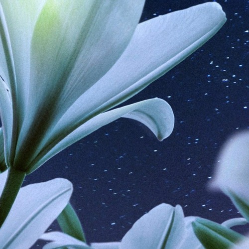 Stream samok music | Listen to songs, albums, playlists for free on ...