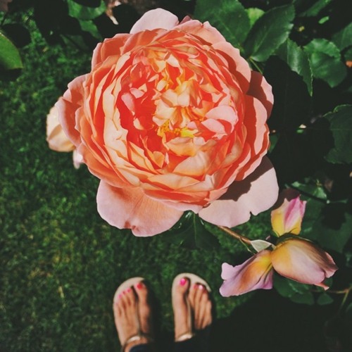 Stream Rose Barnes music | Listen to songs, albums, playlists for free ...