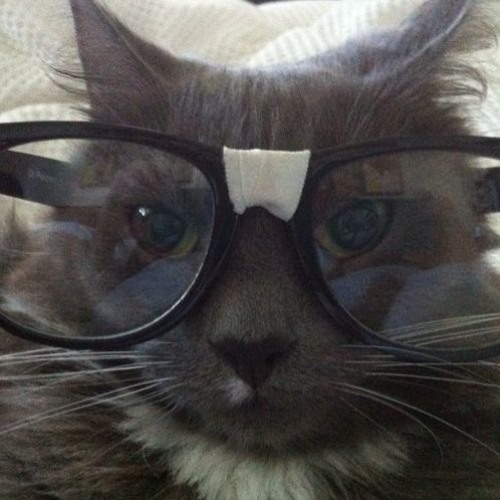 Stream greggle music | Listen to songs, albums, playlists for free on ...