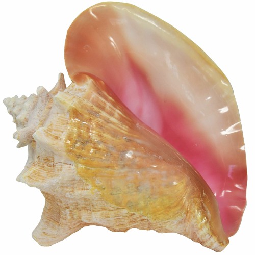 Stream Lil Conch Shell music | Listen to songs, albums, playlists for ...