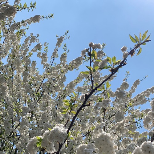 Stream ac flow music | Listen to songs, albums, playlists for free on ...