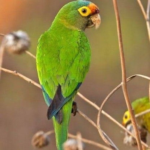 Stream El Perico | Listen to ALMIGHTY (GOOD DEMON) playlist online for ...