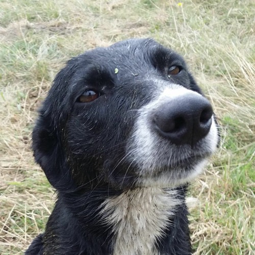 Stream Charl Fouche music | Listen to songs, albums, playlists for free ...