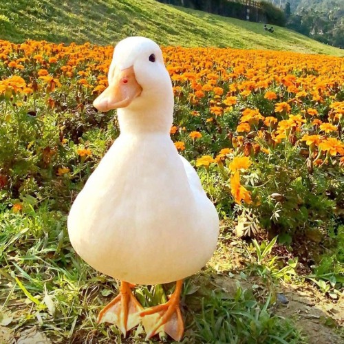 Stream Patø music | Listen to songs, albums, playlists for free on ...