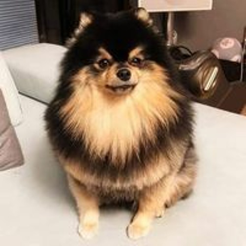 Stream Chit Phoo Wai music | Listen to songs, albums, playlists for ...