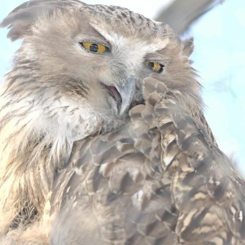 Listen to [Full フル風] Magnet マグネット - Hatsune Miku Megurine Luka 初音ミク 巡音 ...