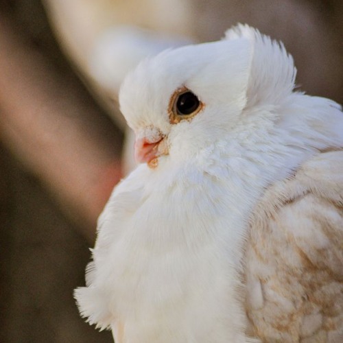 Stream 🦭 music | Listen to songs, albums, playlists for free on SoundCloud