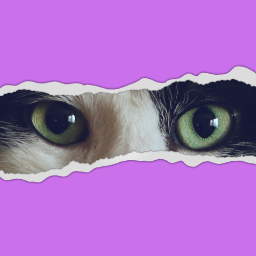 Stream CAT Rap music | Listen to songs, albums, playlists for free on ...