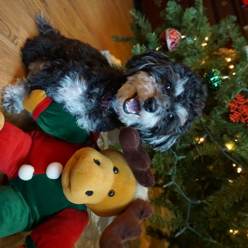 Stream Supa Troopa music | Listen to songs, albums, playlists for free ...