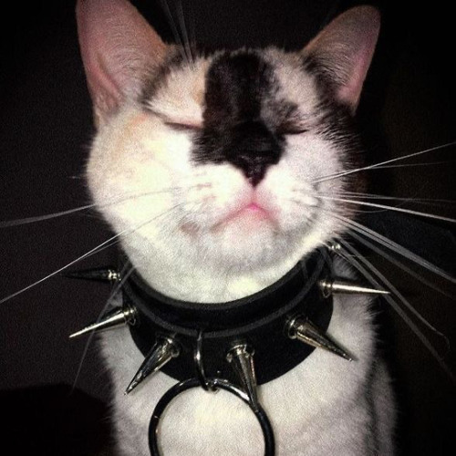 Stream lordspite (@lord.spite) music | Listen to songs, albums ...