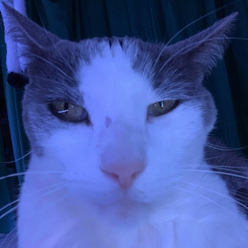 Stream baba the cat music | Listen to songs, albums, playlists for free ...