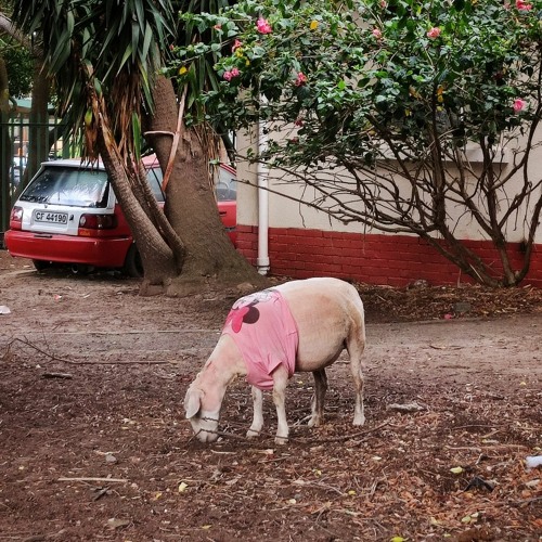 Stream Goats on Mars music | Listen to songs, albums, playlists for ...