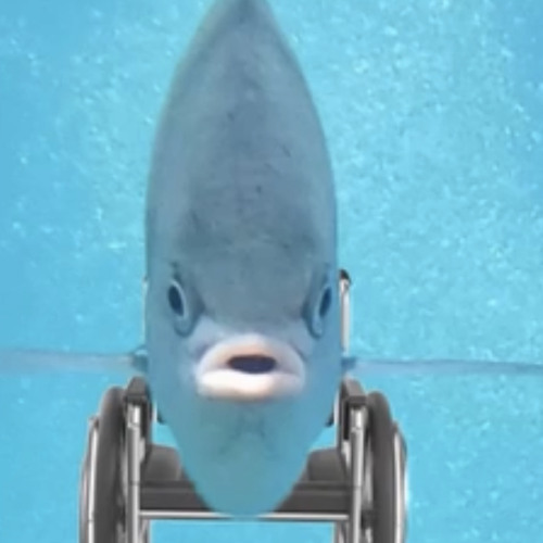 Stream gigi the fish music | Listen to songs, albums, playlists for ...