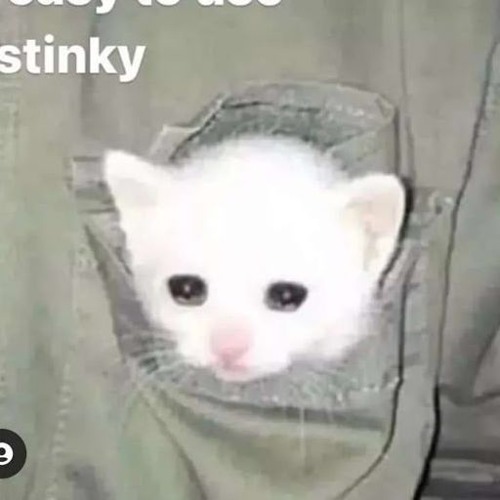 Stream lost kitty music | Listen to songs, albums, playlists for free ...