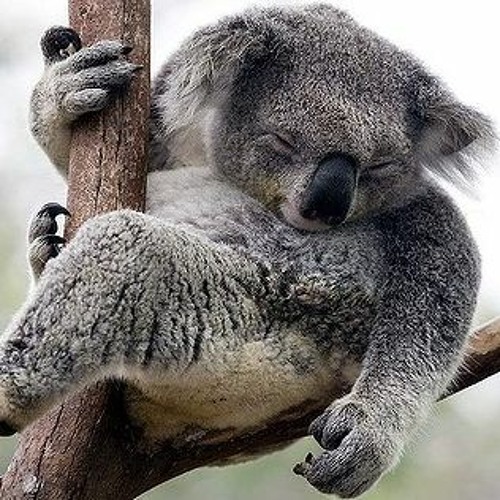 Stream Roasted Koala music | Listen to songs, albums, playlists for ...