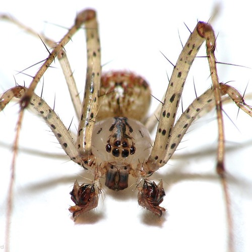 Stream Scaly Spider music | Listen to songs, albums, playlists for free ...