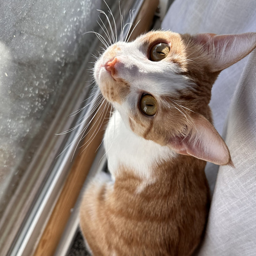 Stream C E C E music | Listen to songs, albums, playlists for free on ...