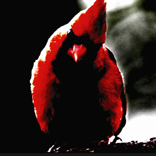 Stream The Burning cardinal music | Listen to songs, albums, playlists ...