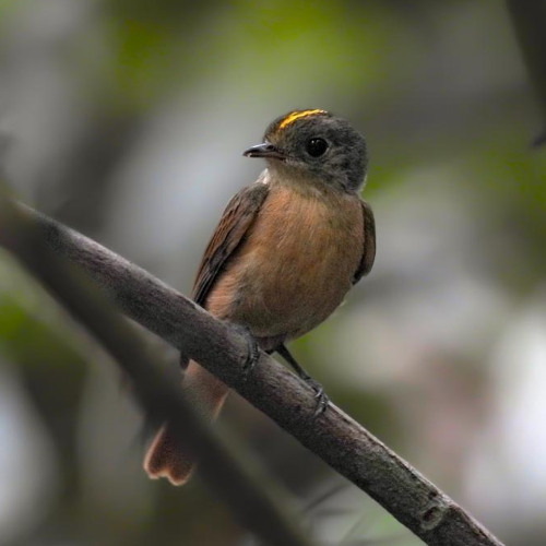 Stream parthenope music | Listen to songs, albums, playlists for free ...