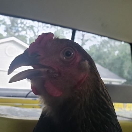 Stream angoose music | Listen to songs, albums, playlists for free on ...