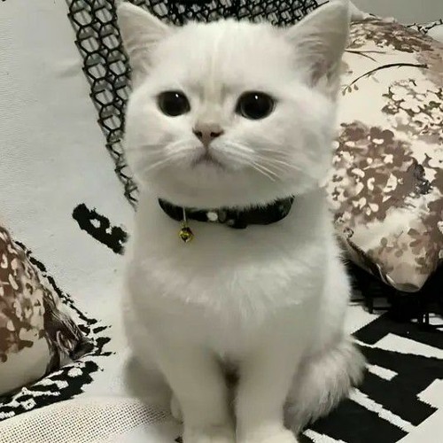 Stream - ... (ft. Hà Linh ) by meow meow | Listen online for free on ...