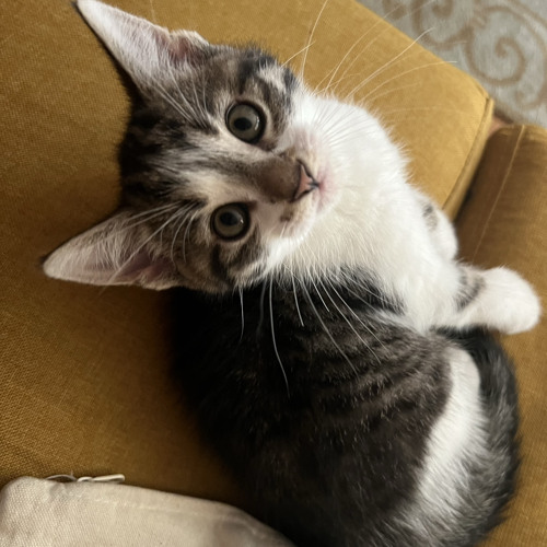 Stream Maya' Marie music | Listen to songs, albums, playlists for free ...