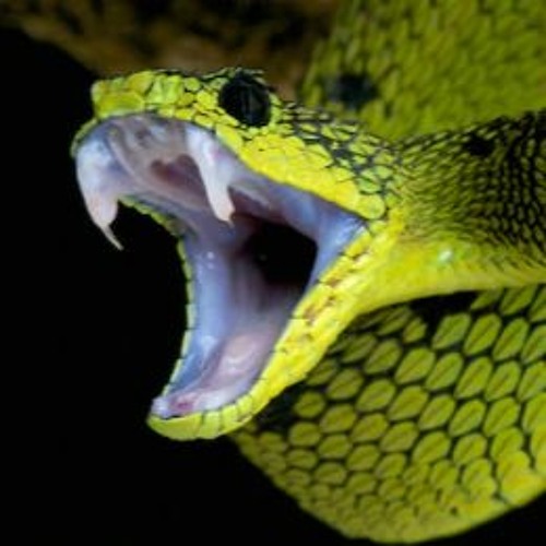 Stream Jake Sanson music | Listen to songs, albums, playlists for free ...