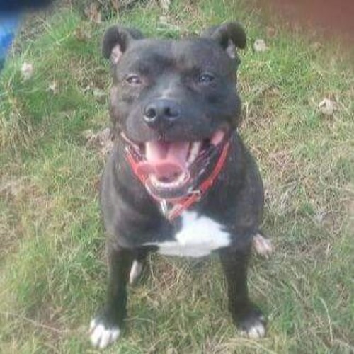 Stream dj pumpy music | Listen to songs, albums, playlists for free on ...