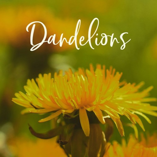 Stream Dandelions music | Listen to songs, albums, playlists for free ...