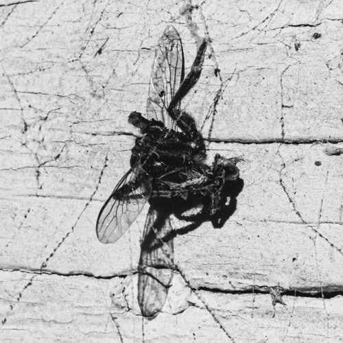 Stream ASIDUS music | Listen to songs, albums, playlists for free on ...