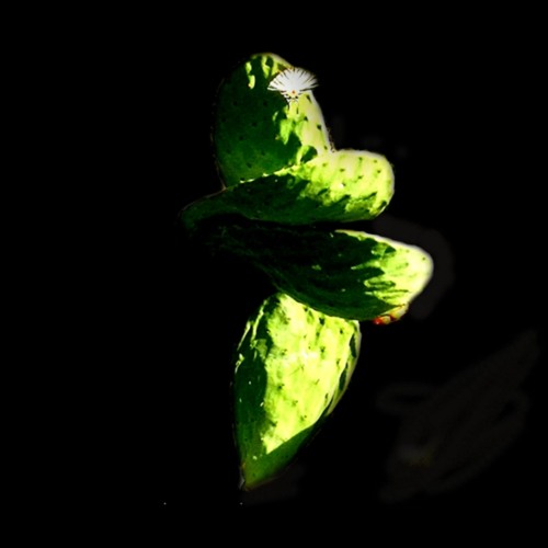 Stream vval_me_af music | Listen to songs, albums, playlists for free ...