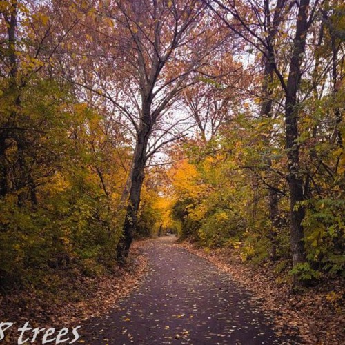 Stream 88 trees music | Listen to songs, albums, playlists for free on ...