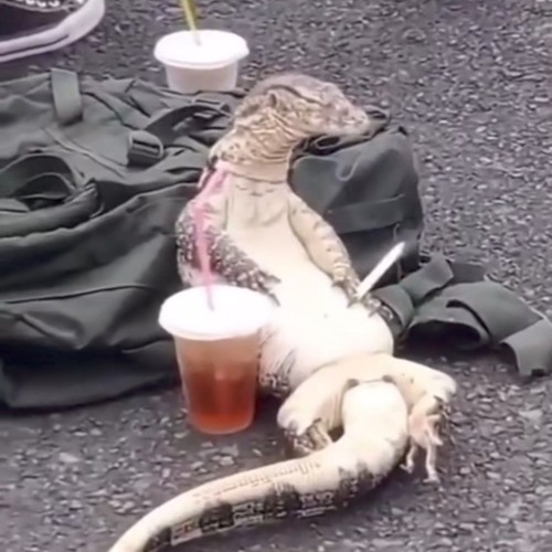 Stream Daniel Gerritsen music | Listen to songs, albums, playlists for ...