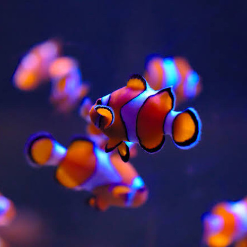 Stream Vyxx music | Listen to songs, albums, playlists for free on ...