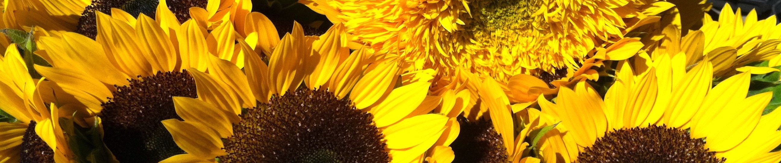 Sunflowers Twitter Headers Tumblr