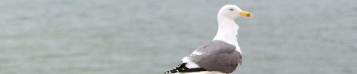 Stream john.exe music | Listen to songs, albums, playlists for free on ...