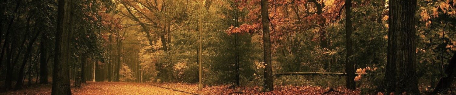 Fall Leaves Twitter Headers