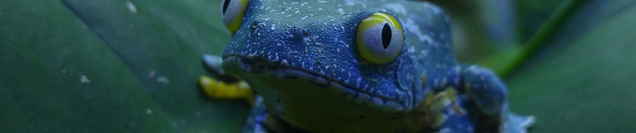 Stream The Amphibian Foundation music | Listen to songs, albums ...