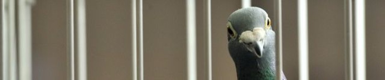 Stream Stadsduiven music | Listen to songs, albums, playlists for free ...