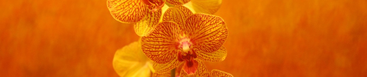 Stream Leon Devers music | Listen to songs, albums, playlists for free ...